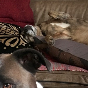 Halo UNSC Dog Tags personalized Stainless Steel or 24K Gold Plated - Etsy