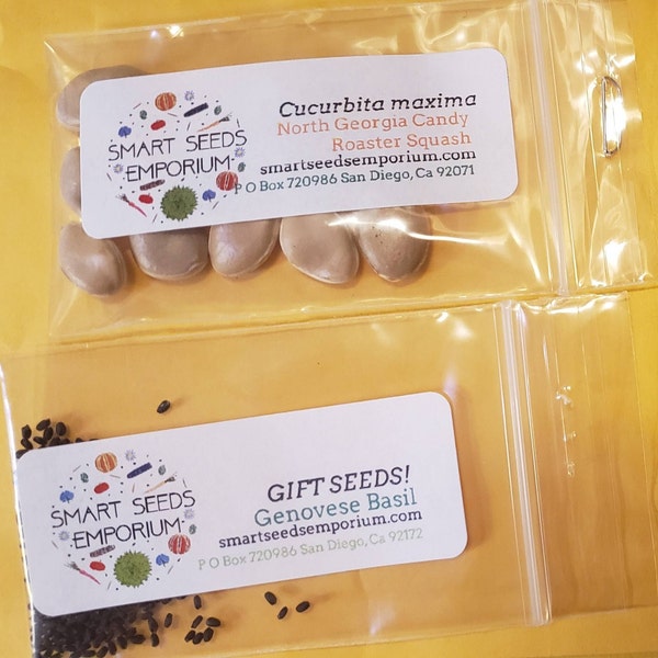 Aztec Black Corn, Ancient Heirloom, 20 Seeds Non GMO, Early Plants ...