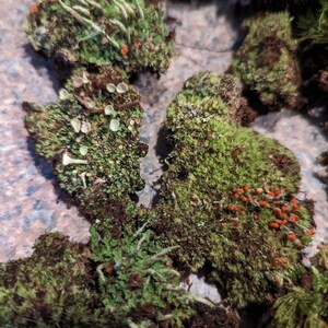 Large Terrarium Assortment Mix of British Soldier Pixie Cups Pityrea ...