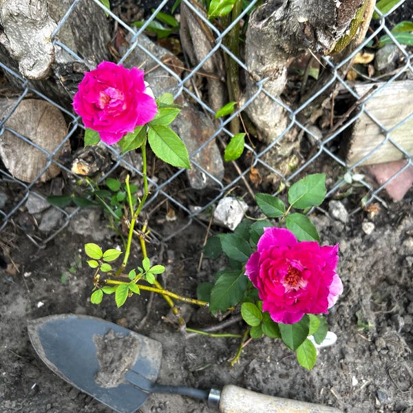 Live Grape Plant Shine Muscat. 阳光玫瑰葡萄 . Big and Sweet. Awesome Variety ...