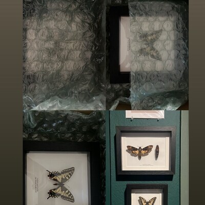 The Luna Moth in Box Frame actias Luna - Etsy