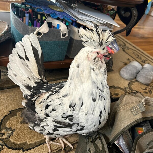 Leashes for Chicken / Duck Diapers - Etsy