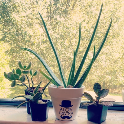 Aloe Gov'na Planter Pot - Etsy