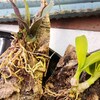 Mini Orchids - Rare - Perfect for Terrariums, Lonopsis, Mini Vandas ...