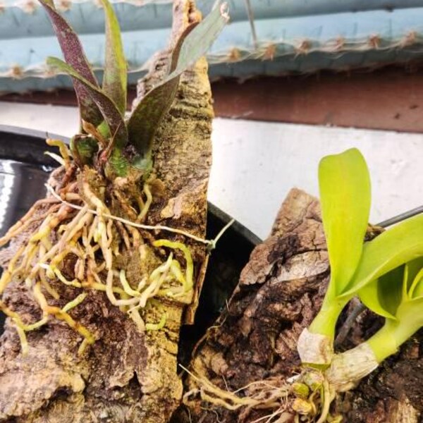 Mini Orchids - Rare - Perfect for Terrariums, Lonopsis, Mini Vandas ...