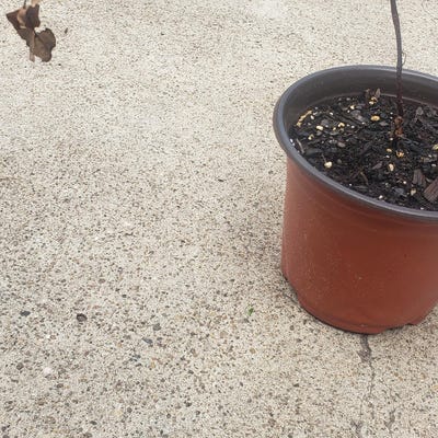 Live 12-16 Baby Blue Multi-stem Eucalyptus Plant, Strong and Healthy ...