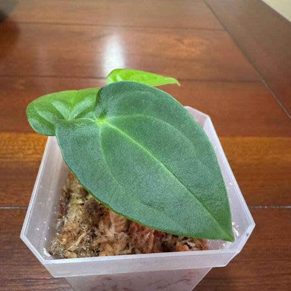 Monstera Filamentosa *EXTREMELY RARE* - Etsy