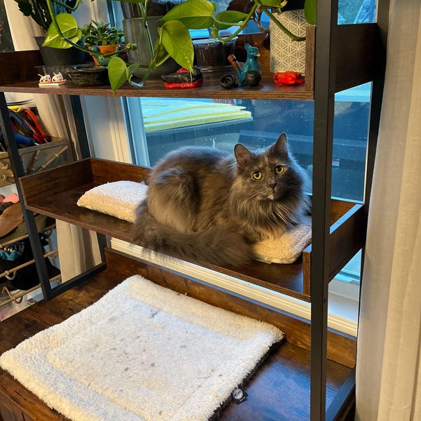 Window Sill Cat Pad/ 6” Sill Pad - Etsy