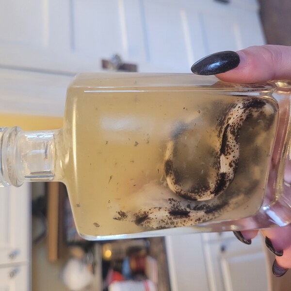 Real Snake Specimen,real Animal Specimen,clean and Complete,specimen ...