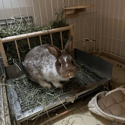 Stainless Steel Scatterless Litter Box With Guards Wood Hay Feeder Food ...