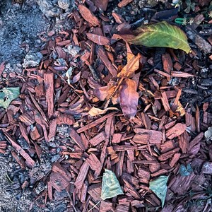 Inca Nut, Sacha Inchi plukenetia Volubilis Live Plant - Etsy