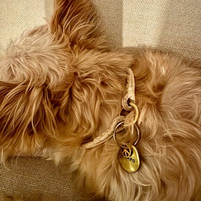 NICO Small: Luxury Hand Stamped Personalized Custom Pet ID Tags for ...