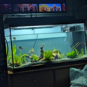 Starter Pack Live Aquarium Plant Aquatic Tropical Fish Java Moss Crypt ...