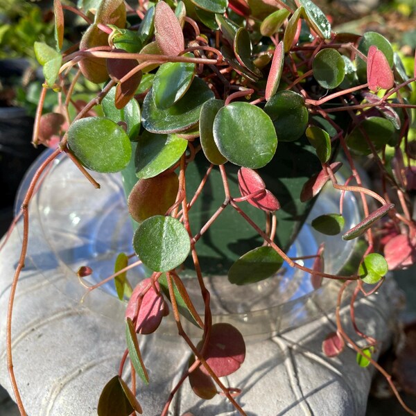 Peperomia Ruby Cascade - Etsy