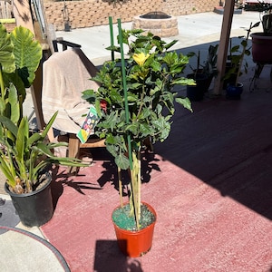 Red Braided Hibiscus Tree Plant Flowering Tree Plant Live Overall ...