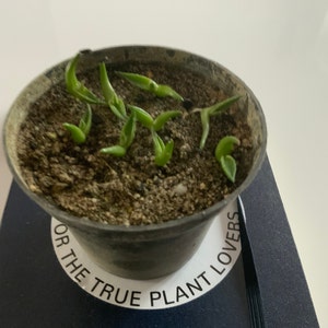 Nepenthes Viking X Hookeriana Fresh 2022 Seeds/pod Rare Carnivorous ...