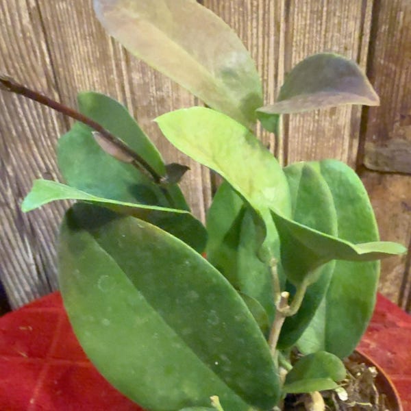 Hoya Australis Ssp. Keysii Easy to Grow Hoya, Rooted Plant Shipped in 2 ...