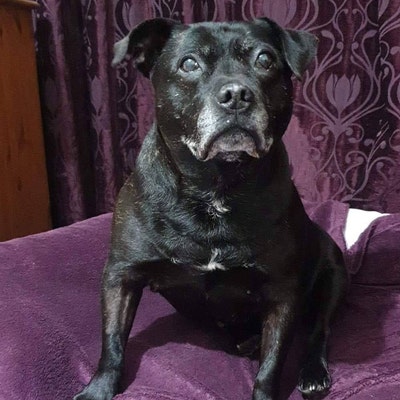 Staffordshire Bull Terrier Card Black Staffie Staffy - Etsy