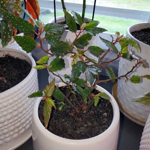 Angelwing Begonia 'medora' - Etsy