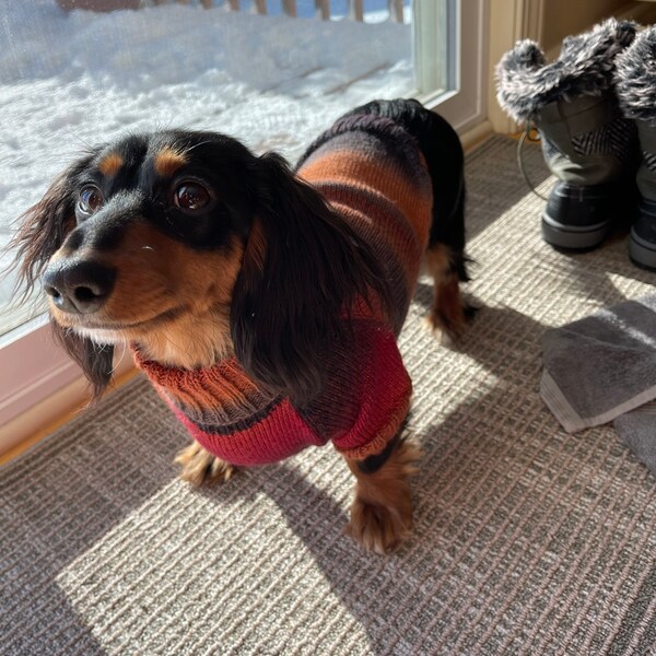 Dachshund Sweater - Dog Clothes - Dog Clothing - Dog Sweater ...