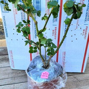 Rare New Rose. Red Juicy Terrazza. 红果汁flower Machine. Continue Blooming ...