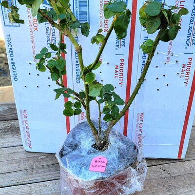 Rare New Rose. Red Juicy Terrazza. 红果汁flower Machine. Continue Blooming ...