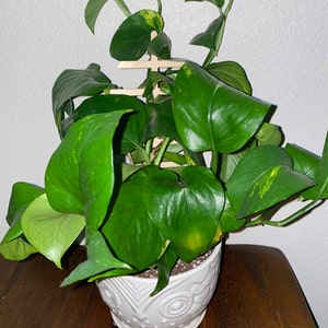 Kansas University KU Birthday KU Birthday Party Jayhawks - Etsy