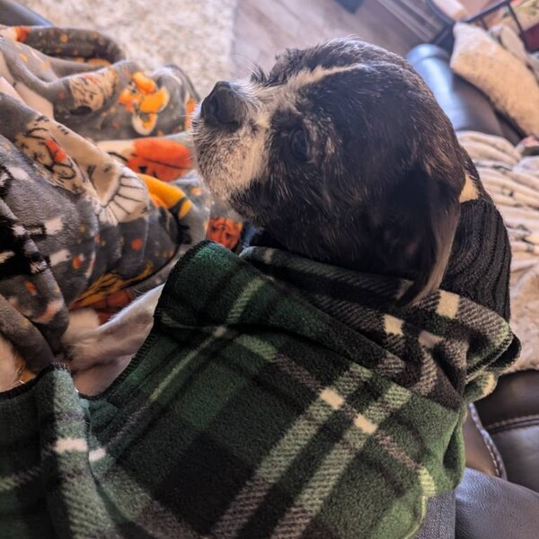 Green Bay Packers Over Collar Dog Bandana, NFL, Pet Scarf, Reversible ...