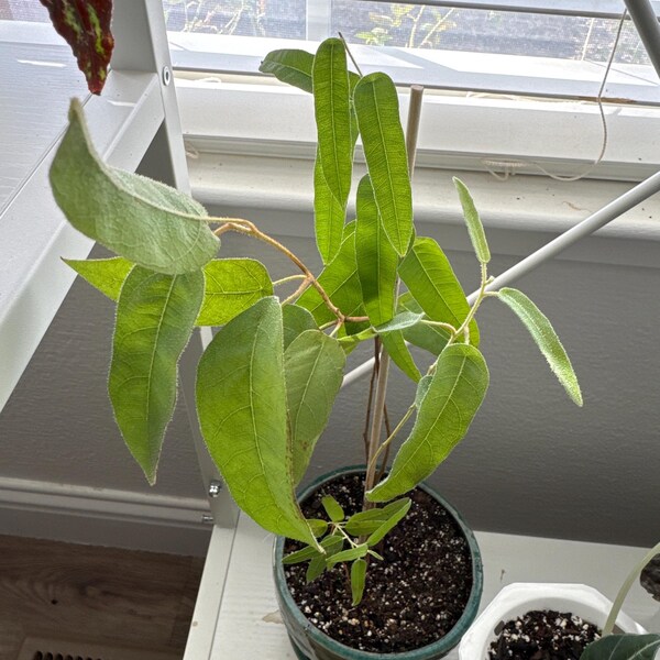 Silver Falls - Dichondra Plant. Ships in 4" Pot. We Do Not Ship to Ca ...