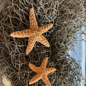 1 to 100 Astrea Calcar Turban Spurred Shells Natural Cream | Etsy