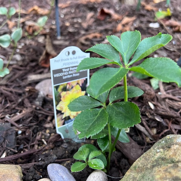 Shotgun Wedding Lenten Rose / Multi-plant Discount / Easy to Grow ...