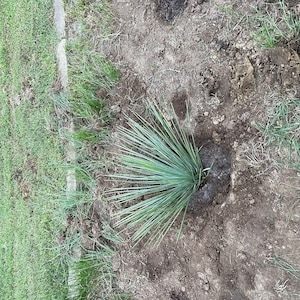 Aloe Divaricata Diablo mr. Toothy Aloe, Brilliant Red Teeth at the ...