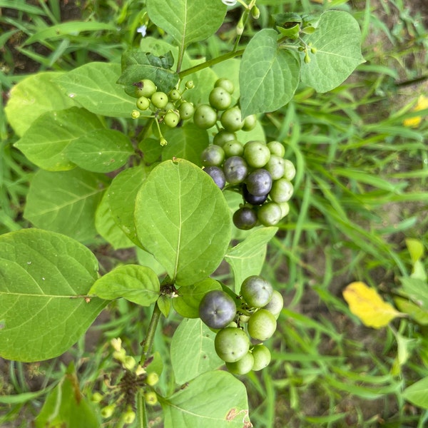 100 GARDEN HUCKLEBERRY (ground Cherry) Solanum Melanocerasum Berry ...