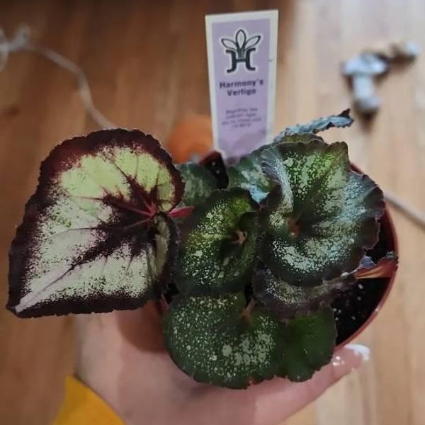 RARE Rex Begonia Blue Flashing ‘tiger Kitten’ Live House Plant Potted 4 ...