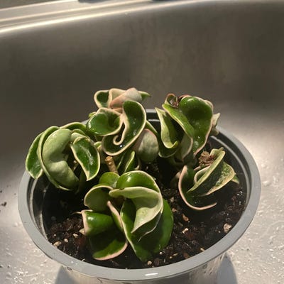 Elliot Planter Speckled Ombré Ceramic Pot in Multiple Sizes - Etsy