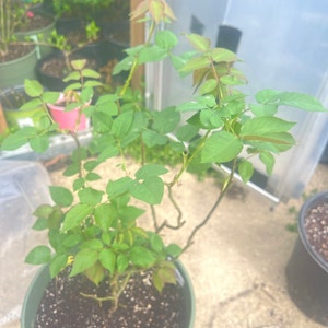 French Cut Rose Pink Strong Fragrant Rose Live Plant, 1 Gallon - Etsy