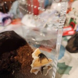 3D Printed Hollow Tattered Ghost Jumping Spider Hide - Etsy