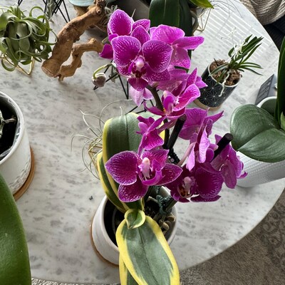 Miltoniopsis Maui Passion love Lace Edie Brown 4 Pot - Etsy