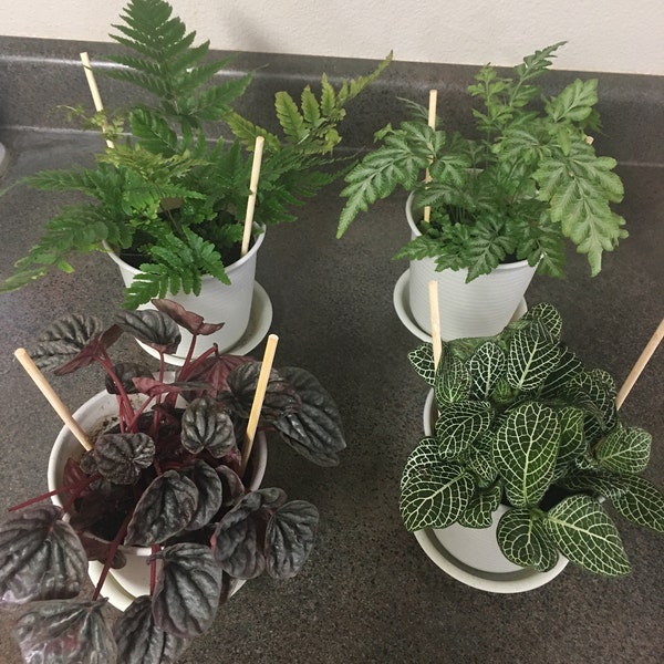 Houseplant Variety Pack (4 Plants) (4" Pots)*easy Care *assorted ...