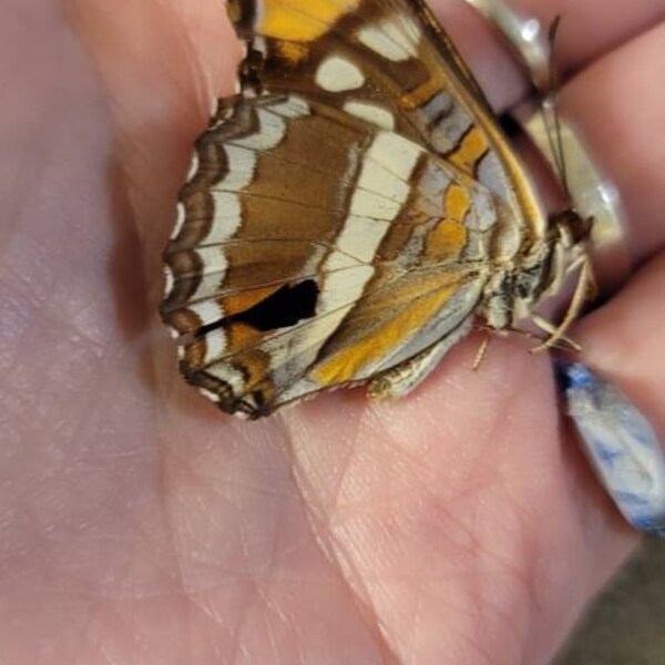 10-100 UNSPREAD RANDOM Butterflies Pack Lot Real Mixed Species Tropical ...