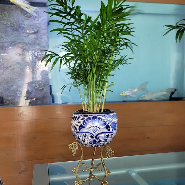 FOSTER 4-pack LIVE 4 Inch Kalanchoe, Blooming Houseplant, Gardening ...