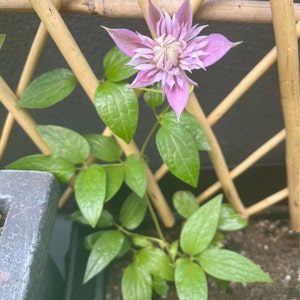 Clematis Flowering Vine Princess Anna - Etsy