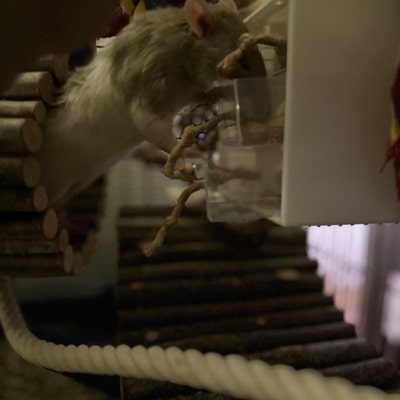 2 in 1 Perch Natural Wood Perch and Swinging Pine Dowel Perch With ...