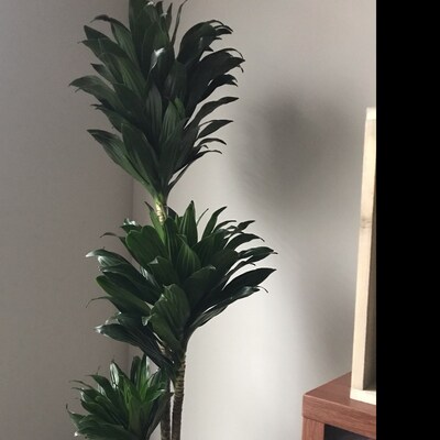 Dracaena Janet Craig Compacta Cane Plant in 2g Pot About 36 Tall - Etsy
