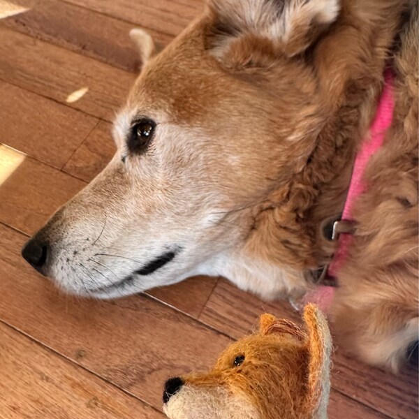 Dingo; Handmade Needle Felted Wool Dingo; Australian Wildlife; Dog - Etsy