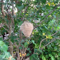 PDF Crochet Hornet Nest Pattern, Wasp Nest Pattern, Outdoor Crochet ...