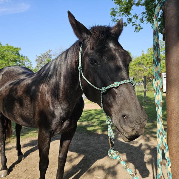 Custom Neck Rope, Cordeo, Bridleless Neck Rope, Horse Neck Rope - Etsy