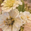 Firmament Forget-me-not Flower Seeds, Small Dainty Blue Flower - Etsy