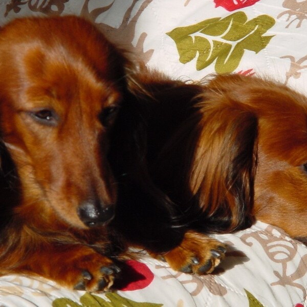 Mops Badewanne Poster Badezimmer Mops Kunstdruck lustig Mops Bilder ...