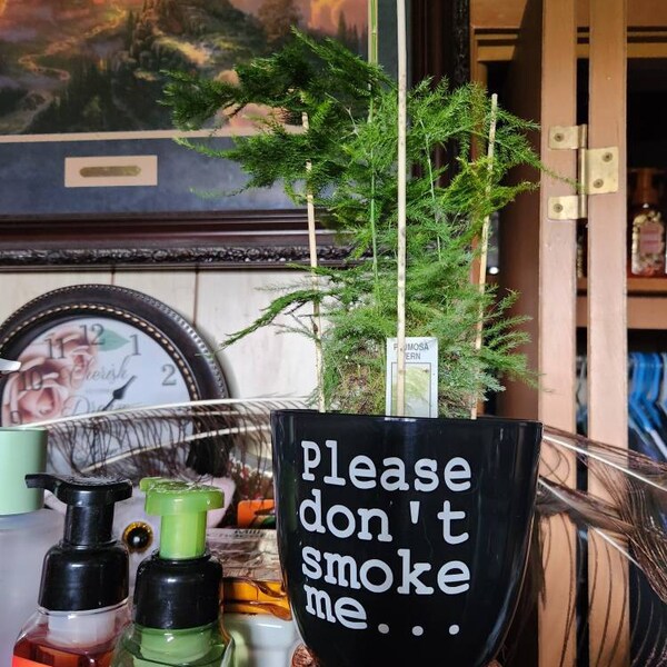 Ajuga Feathered Friends fierce Falcon Plant in 3 1/2 Pot Perennial ...